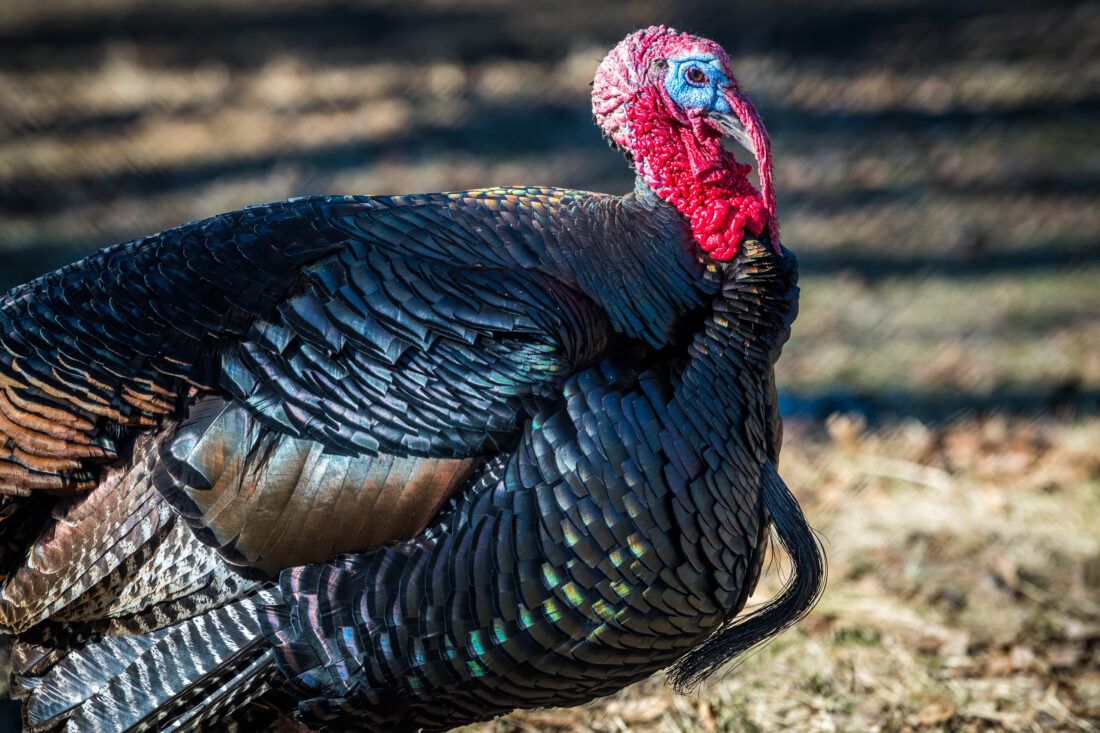 Plenty of tales to know about turkeys | News, Sports, Jobs - Times Observer